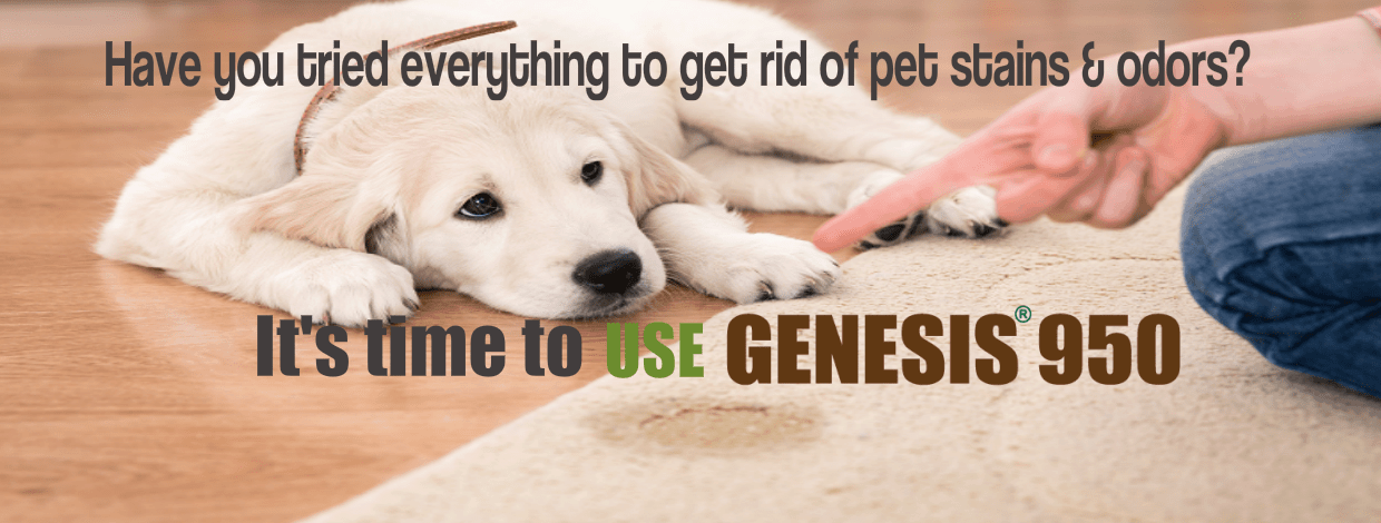 Genesis 950 - Pet Stain Remover, Carpet Cleaning Solution And All ...